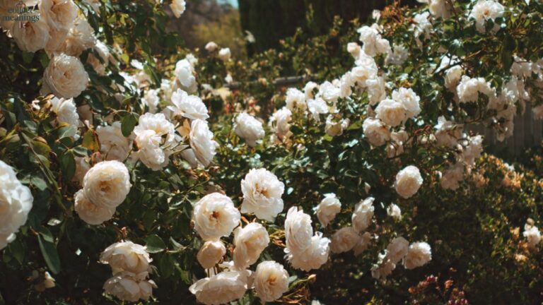 White Rose Meaning: Symbolism and History Explained - collect meanings